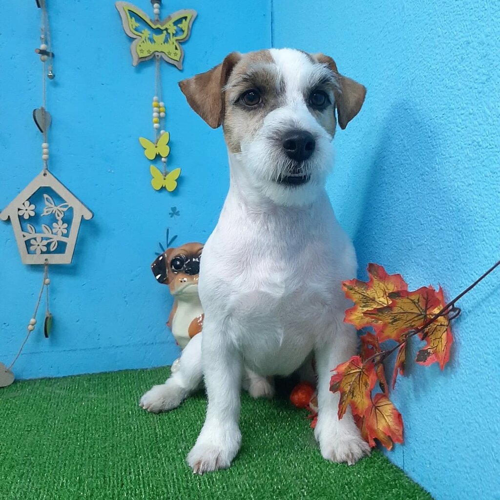 Petshop Gav i myau, Nijni Tagil, foto