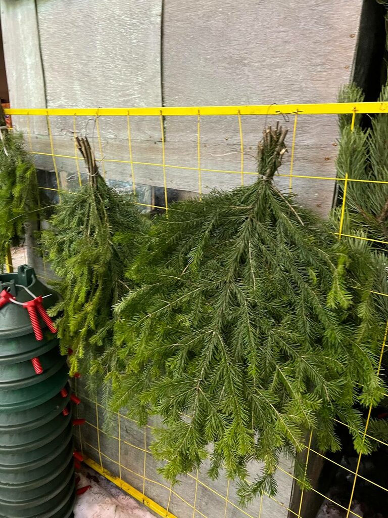 Çam ağacı pazarı Ay da yolki, Himki, foto