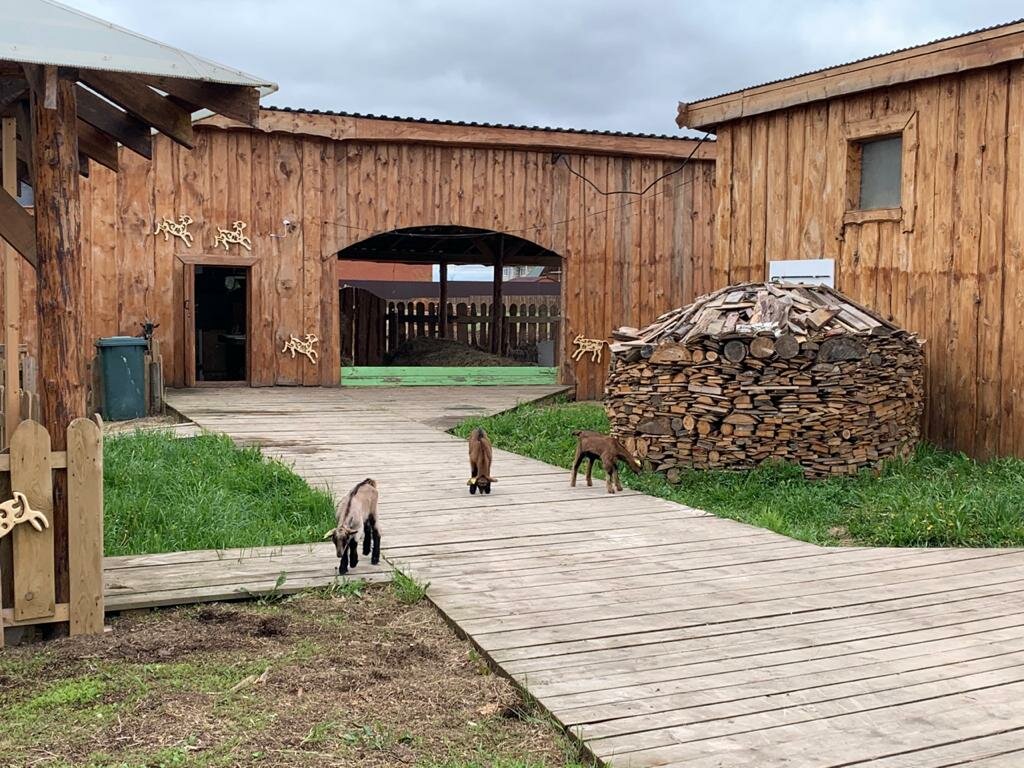 Tarım firmaları Alpine goats, Moskova ve Moskovskaya oblastı, foto