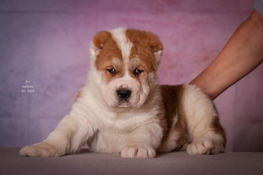 Evcil hayvan yetiştiricileri Triple Thrust, Nijegorodskaya oblastı, foto