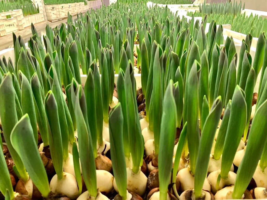 Çiçek teslimatı Lukogon, Moskova ve Moskovskaya oblastı, foto