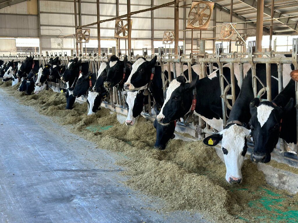 Toptan süt ürünleri Агропромышленный комплекс Валов Групп, Kalujskaya oblastı, foto