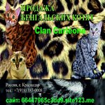 Pitomnik bengalskikh koshek Clan Carleone (ulitsa Montazhnikov No:12, Festivalny mikrorayon), evcil hayvan yetiştiricileri  Krasnodar'dan