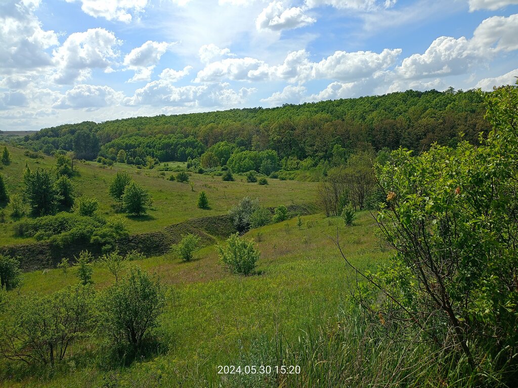 Orman урочище Козинка, Belgorodskaya oblastı, foto