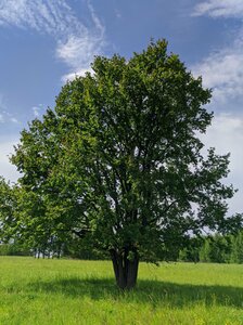Doğa Одинокий дуб, Roslavl, foto