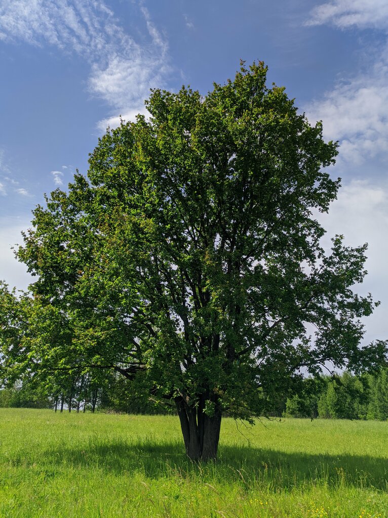 Doğa Одинокий дуб, Roslavl, foto