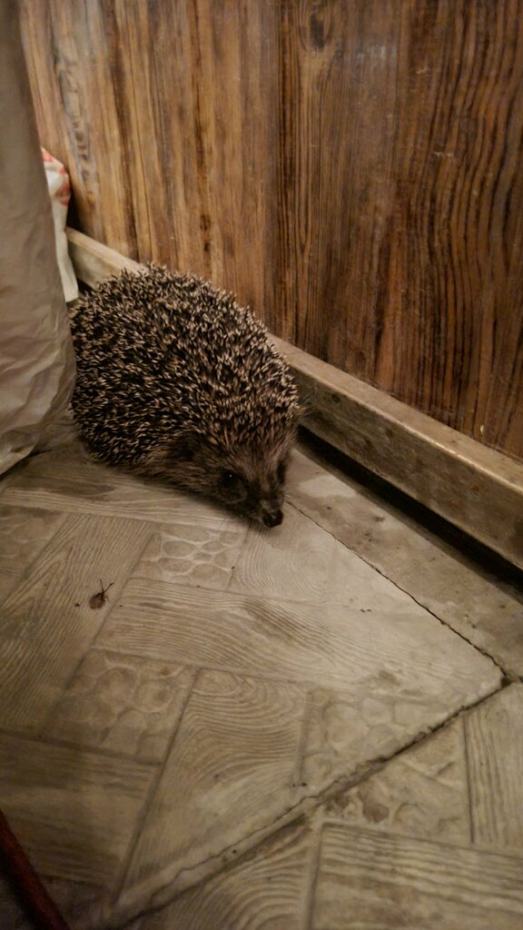 Resort oteller, tesisler Кайф, Ulyanovsk, foto