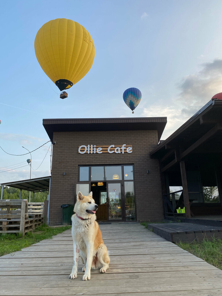 Kafe Ollie cafe, Bor, foto