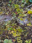 Spring, stream (Komi Republic, Ukhta), pınar, çay  Uhta'dan