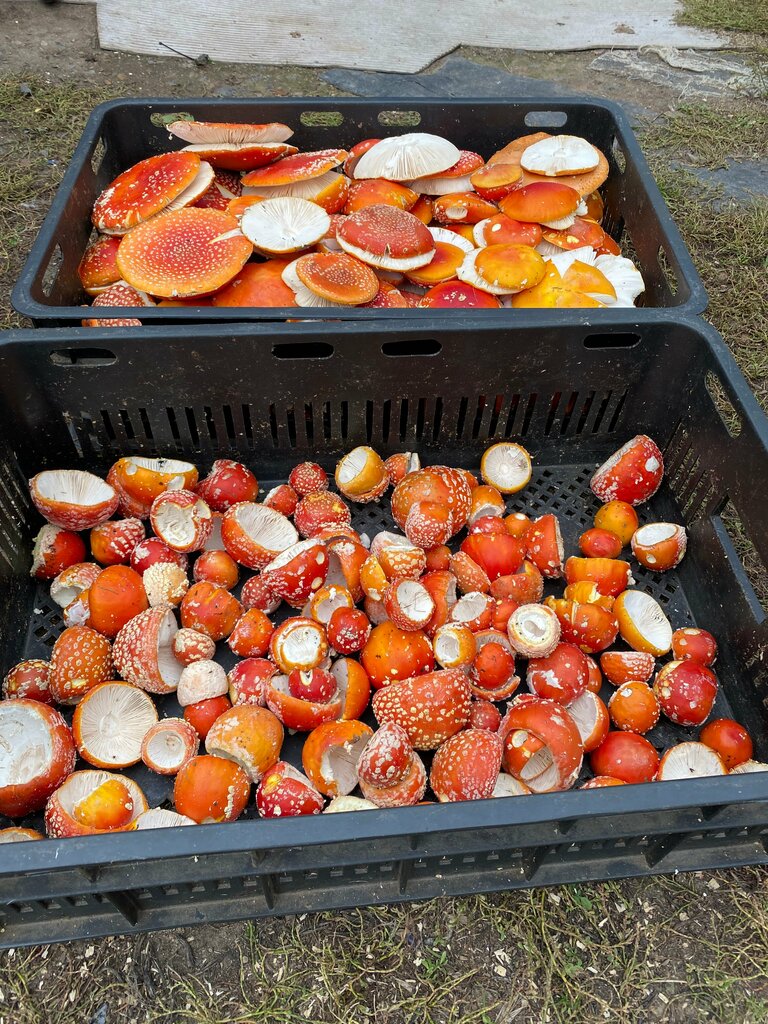 Mantar yetiştirme ve satış Myhomorvip, Moskova, foto