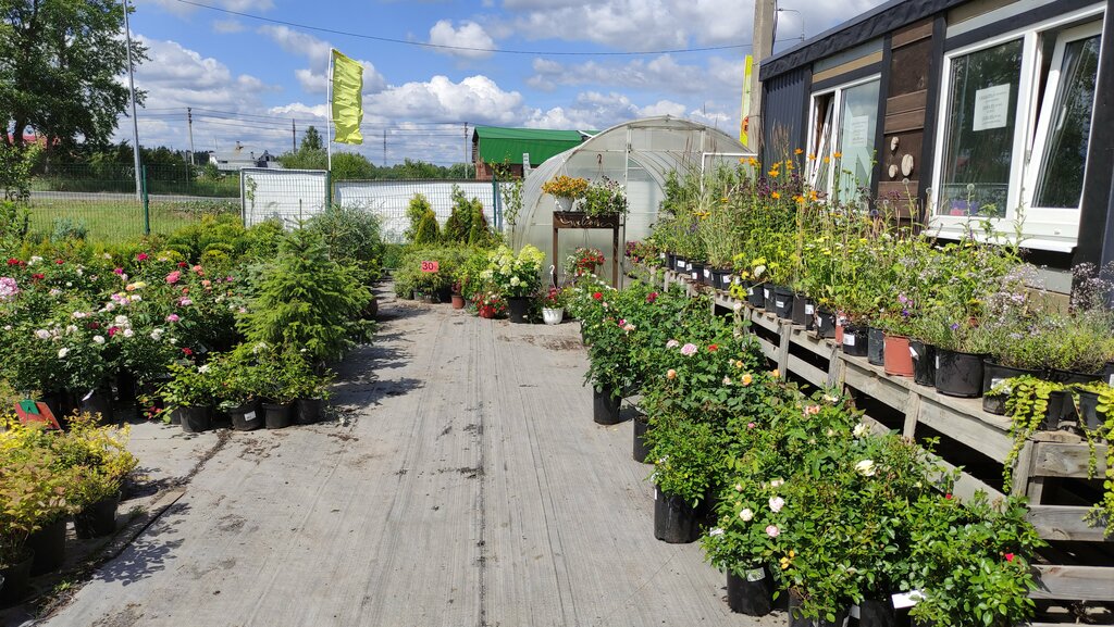 Sera ve bahçe ürünleri Сады и люди, Izhevsk, foto