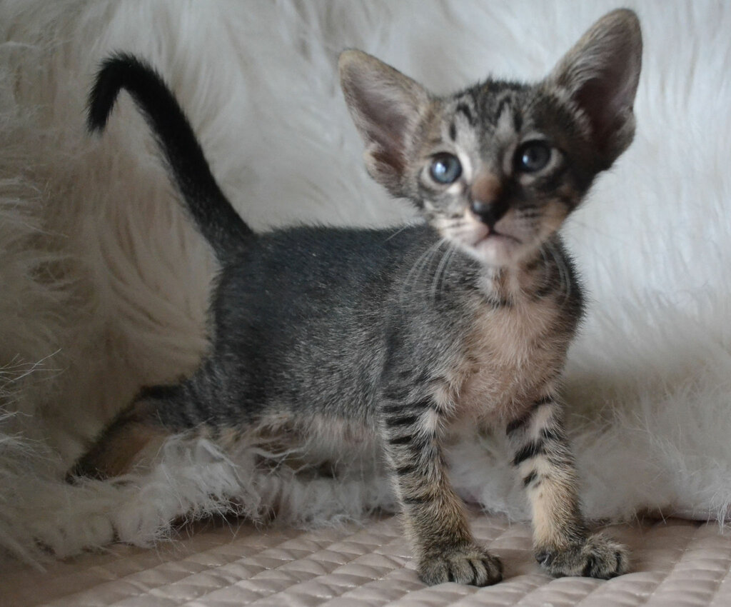 Evcil hayvan yetiştiricileri Mysterious World Peterbald, Almatı eyaleti, foto