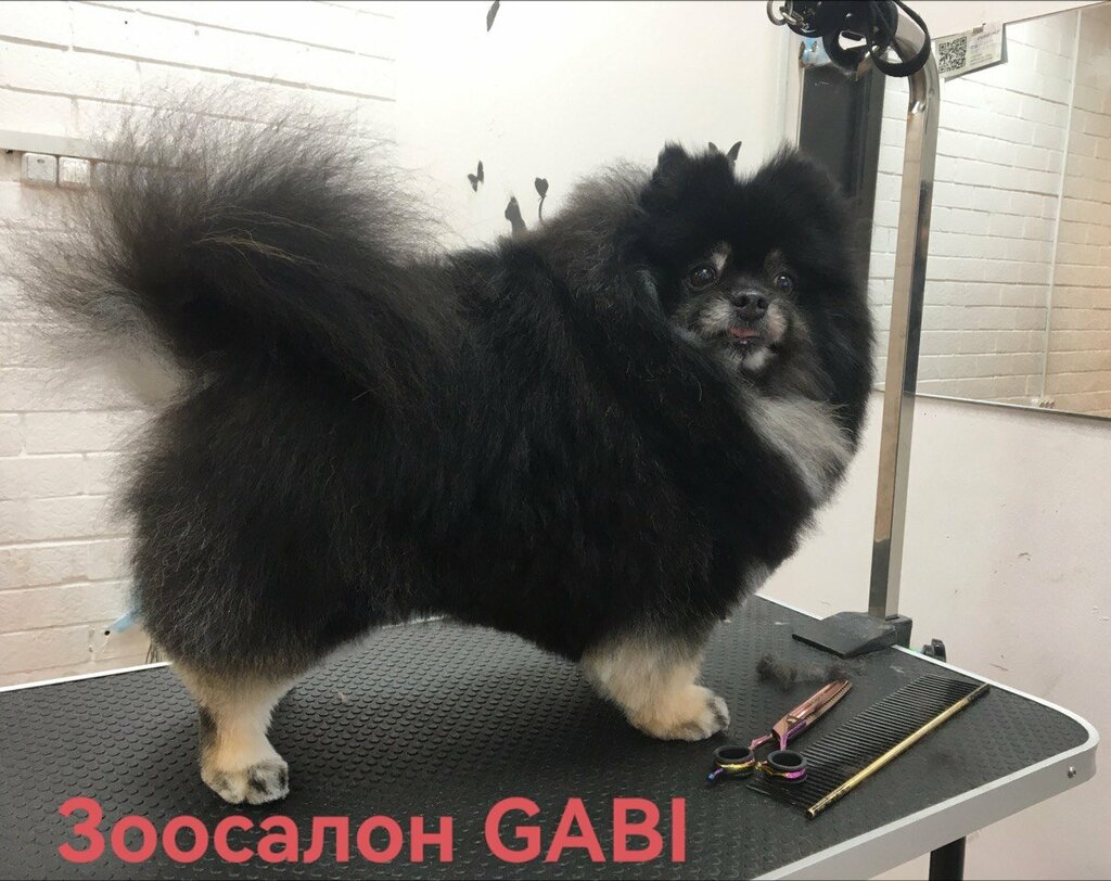 Evcil hayvan kuaförleri Gabi groom, Balaşiha, foto