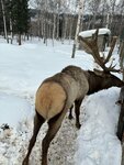 Кузнецкий Алатау (Karchitskaya ulitsa No:76А, Myski), kafe  Myski'den