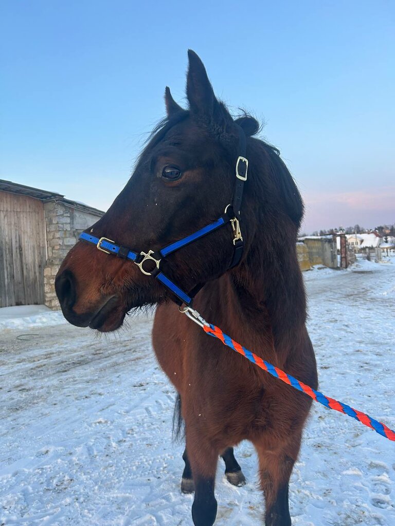 At ve binicilik kulüpleri Руби Санрайс, Moskova ve Moskovskaya oblastı, foto