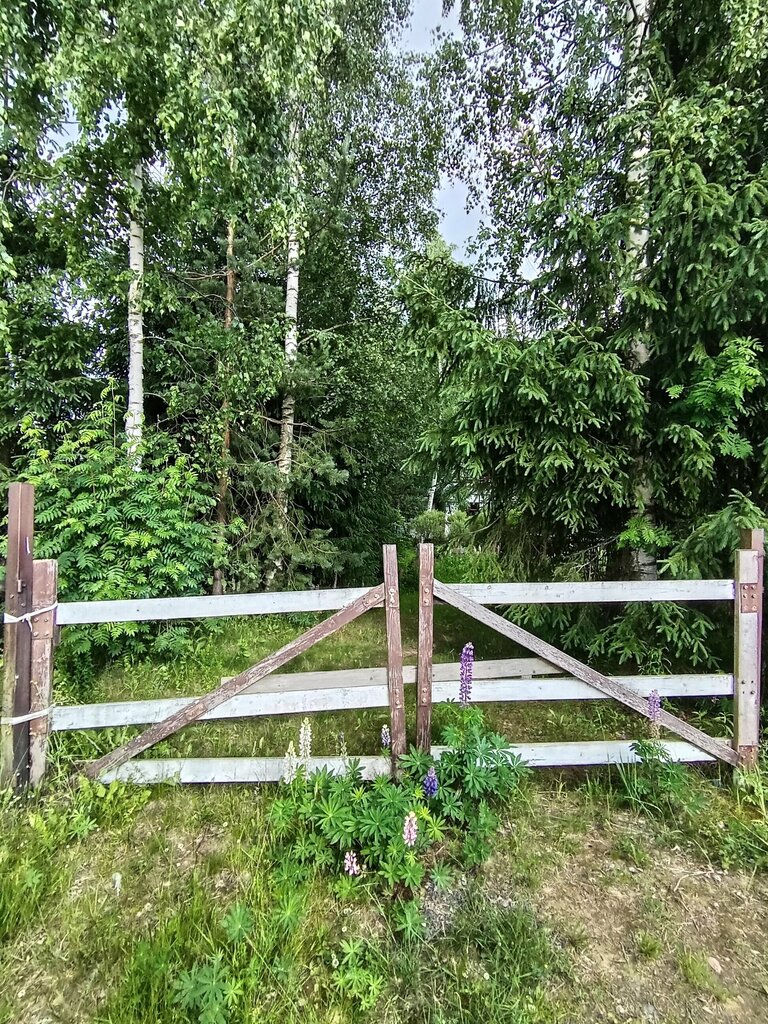 Turistik yerler Сторожевая гора, зона отдыха, Saint‑Petersburg ve Leningradskaya oblastı, foto