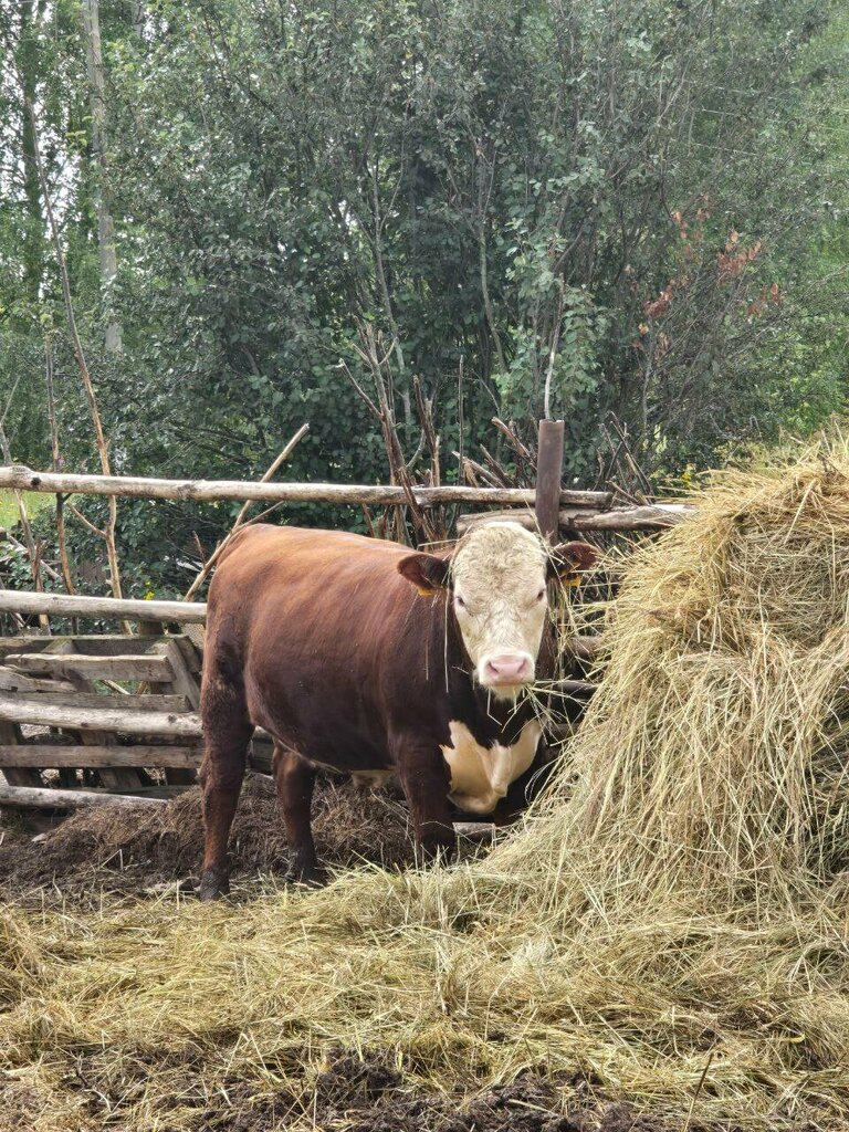 Un ve tahıllar Вятский мукомол, Kirovskaya oblastı, foto