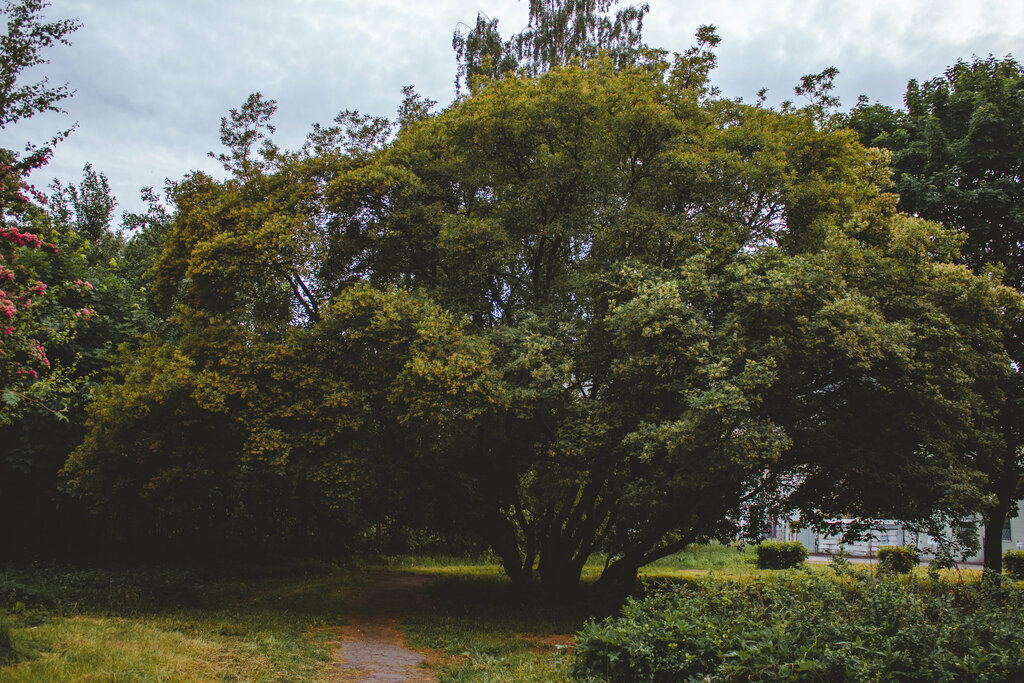 Kültür ve eğlence parkları Дёминский сад, Saint‑Petersburg, foto