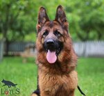 Lotus Pet Country (İstanbul, Silivri, Seymen Mah., Reşat Sok., 12), pet otel  Silivri'den