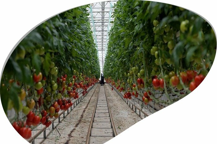 Gıda üreticileri Değer Group, Silivri, foto