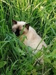 Котофей (ulitsa Maksima Gorkogo No:2, Mednogorsk), veteriner klinikleri  Mednogorsk'tan