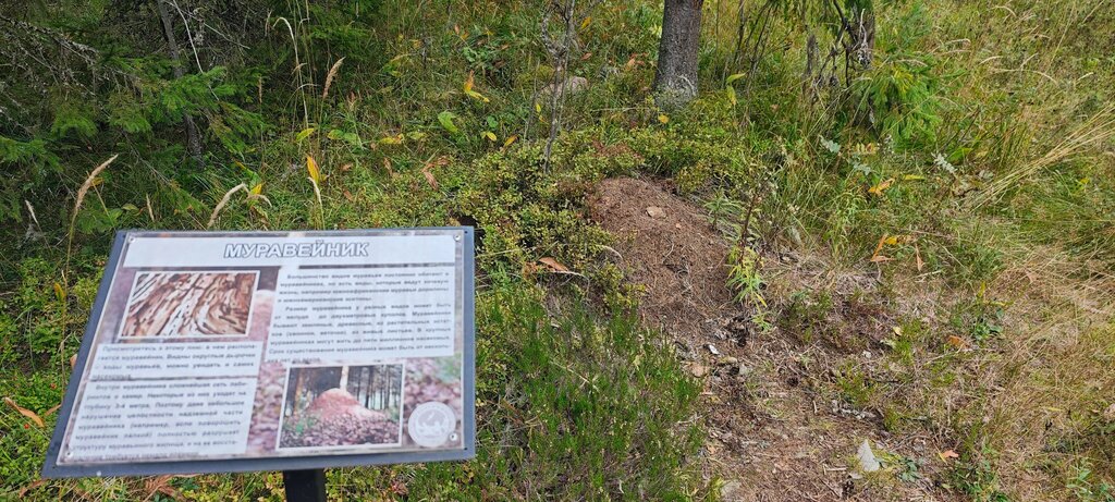 Doğa Муравейник, Karelya, foto