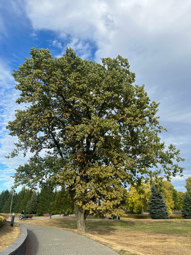 Doğa 120-летний дуб, Mogiliovskaya oblastı, foto