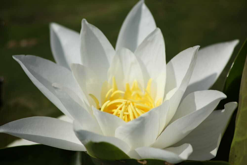 Doğa koruma alanı Acarlar Longozu Tabiat Parkı, Karasu, foto