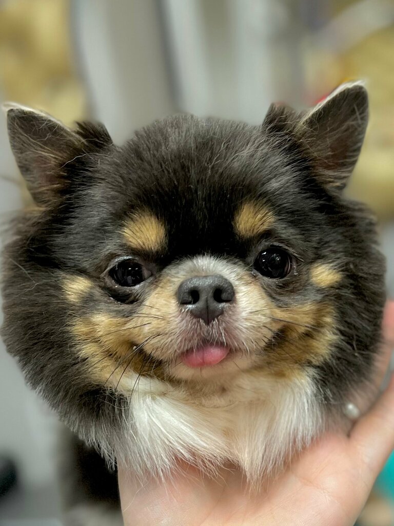 Evcil hayvan kuaförleri Groom Store, Moskova ve Moskovskaya oblastı, foto