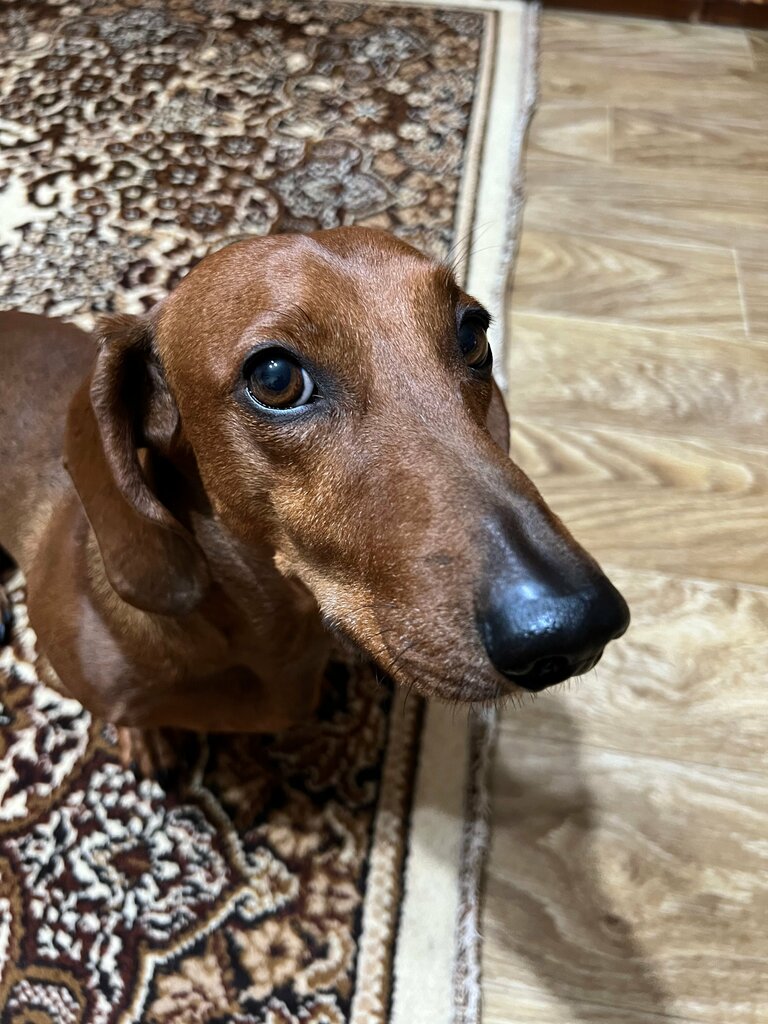 Veteriner klinikleri Gbu Rk Feodosiysky gorodskoy veterinarny lechebno-profilaktichesky tsentr, Feodosya (Kefe), foto