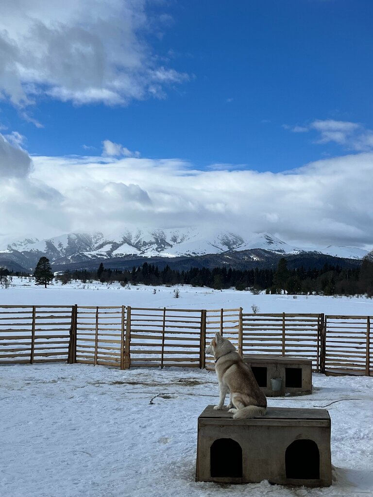 Evcil hayvan yetiştiricileri Husky Park, , foto