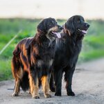 Kennel “Bon Hof Aniri” (Moscow Region, Klin Urban District, derevnya Strubkovo, Kolkhoznaya ulitsa), evcil hayvan yetiştiricileri  Moskova ve Moskovskaya oblastından