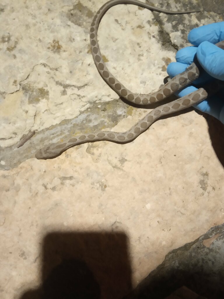 Haşere ilaçlama firmaları לוכד נחשים, Kudüs, foto