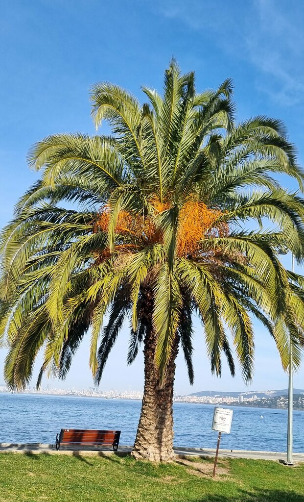 Kültür ve eğlence parkları Kumsal Parkı, Dünya, foto