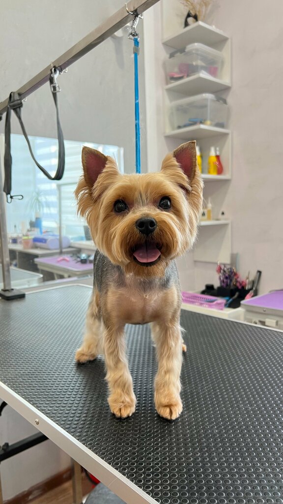 Evcil hayvan kuaförleri Наши Лапки, Samarskaya oblastı, foto