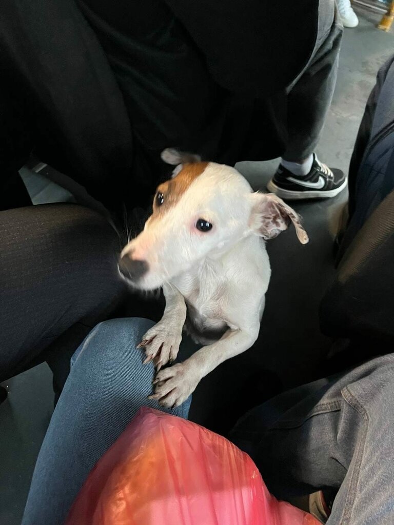 Evcil hayvan yetiştiricileri Pitomnik Moksi Miks, Çehov, foto