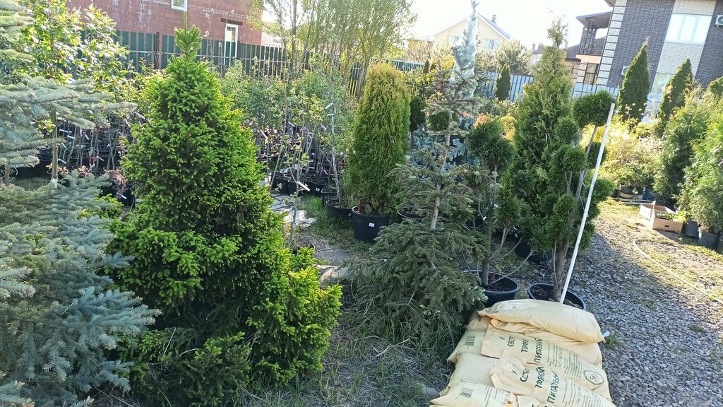 Sera ve bahçe ürünleri Садовый центр Малинки-Беляницы, İvanovskaya oblastı, foto