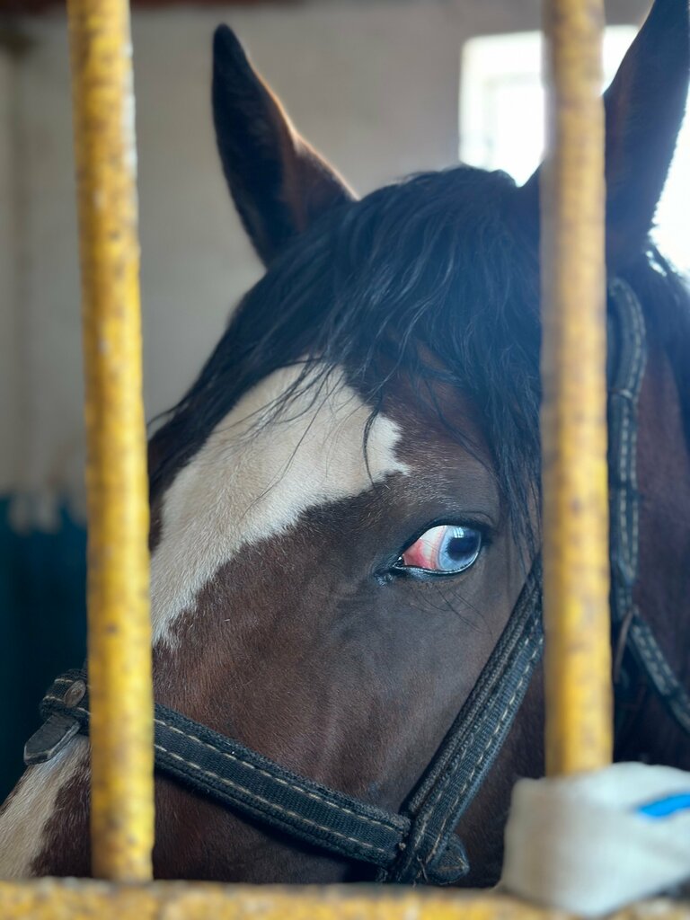 Hipodromlar The Dibek Equestrian Club, Almatı eyaleti, foto