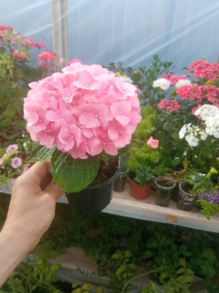 Çiçek pazarı Свои Цветы, Perm, foto