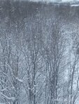 Murmansky leskhoz (Murmansk, Oktyabrskiy District), orman işleri  Murmansk'tan