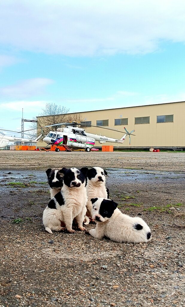 Havacılık şirketleri Panh Helicopters, Krasnodar, foto