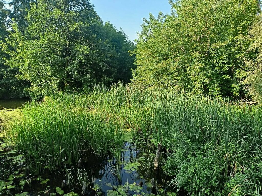 Doğa koruma alanı ООПТ регионального значения государственный природный комплексный заказник Урочище Чехово, Belgorodskaya oblastı, foto