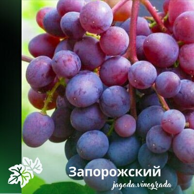 Tarım ürünleri firmaları Виноградная Усадьба Красниковыхъ, Stupino, foto