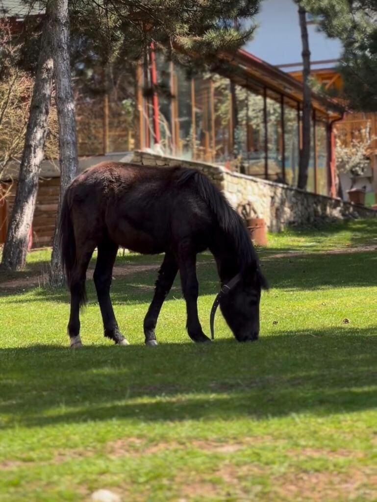Otel Yedigöller Nesilce Tatil Köyü, Mengen, foto