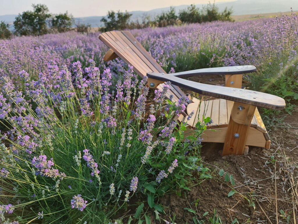Bahçe Rue Lavande Lavanta Bahçesi, Süleymanpaşa, foto