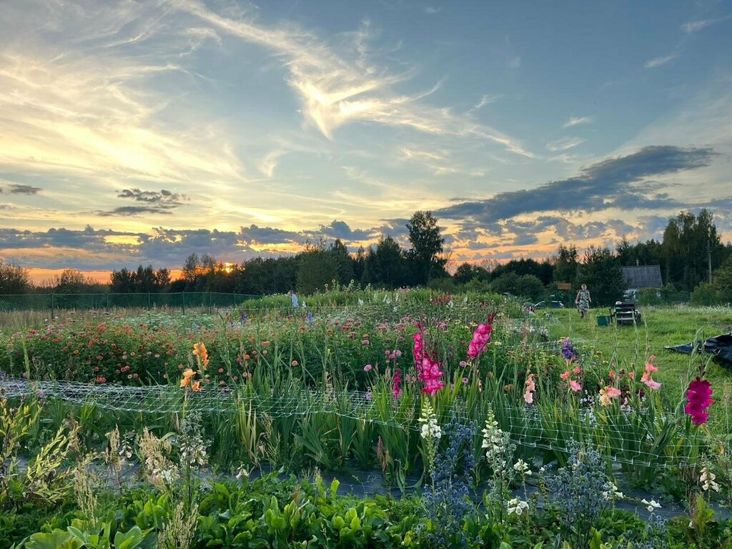 Çiçek pazarı Cut-flower Farm In Bloom, Pskovskaya oblastı, foto