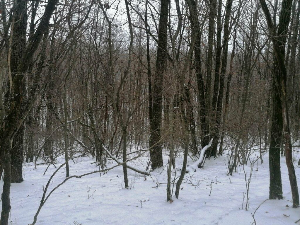 Orman урочище Репное, Belgorodskaya oblastı, foto