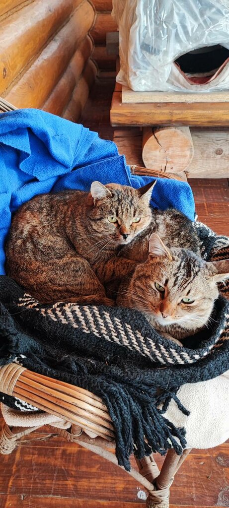 Veteriner klinikleri Умка, Vorsma, foto