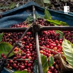 Barcha Coffee Üretim Tesisi (Ankara, Etimesgut, Bağlıca Mah., Etimesgut Blv.), kahve dükkanı  Ankara'dan