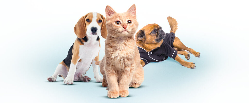Veteriner klinikleri Vets & Pets Veteriner Kliniği, İstanbul, foto